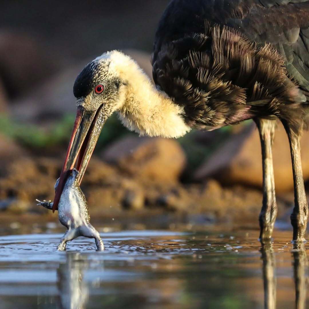 Белошейный аист | Пикабу