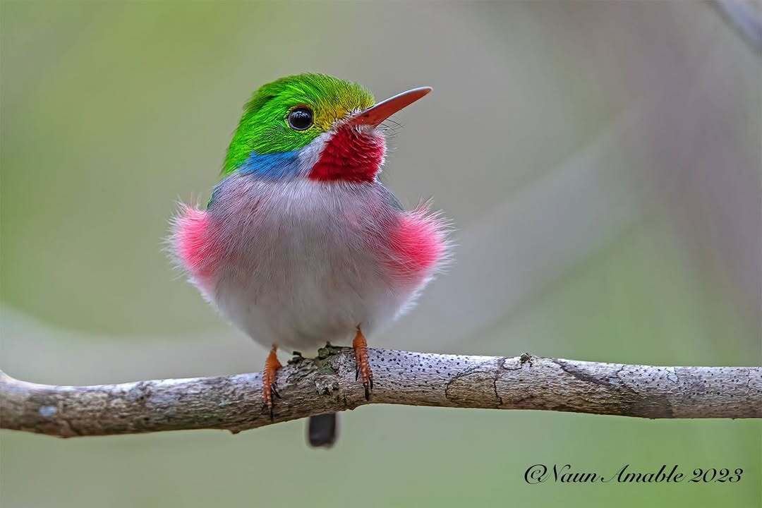 Самец кубинского тоди | Пикабу