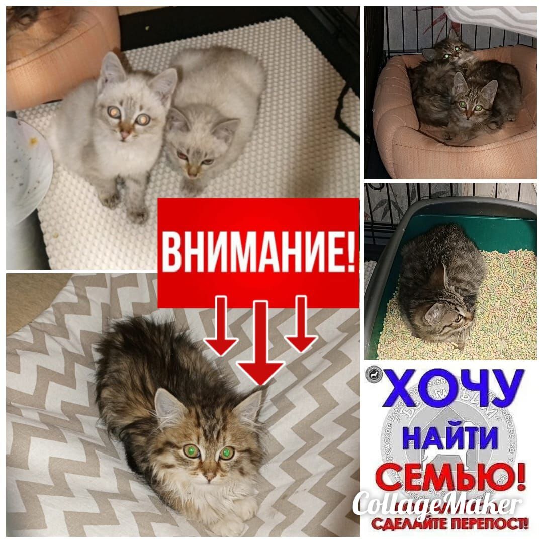 Найдены котята - 02.10.25 05:32 | Пикабу