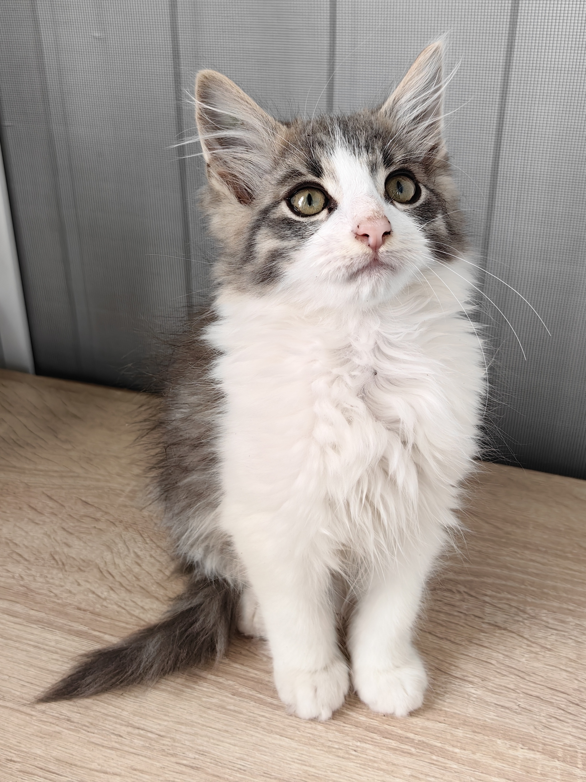 Мейн-Куна и 6 котят выбросили на улицу - 13.10.25 00:12 | Пикабу