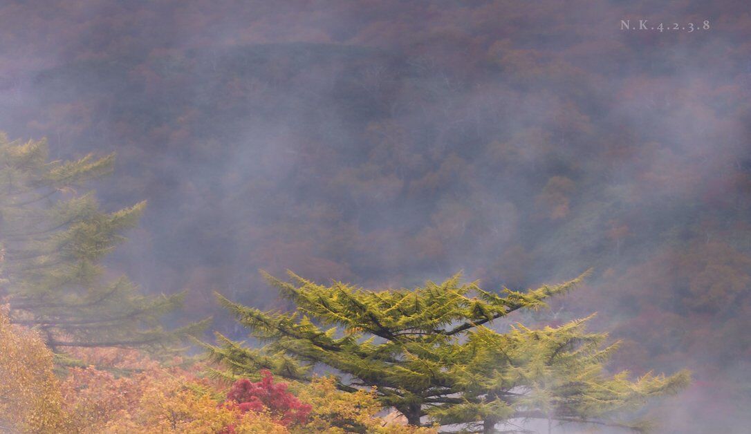 Осень на Итурупе - 05.11.25 15:53 | Пикабу