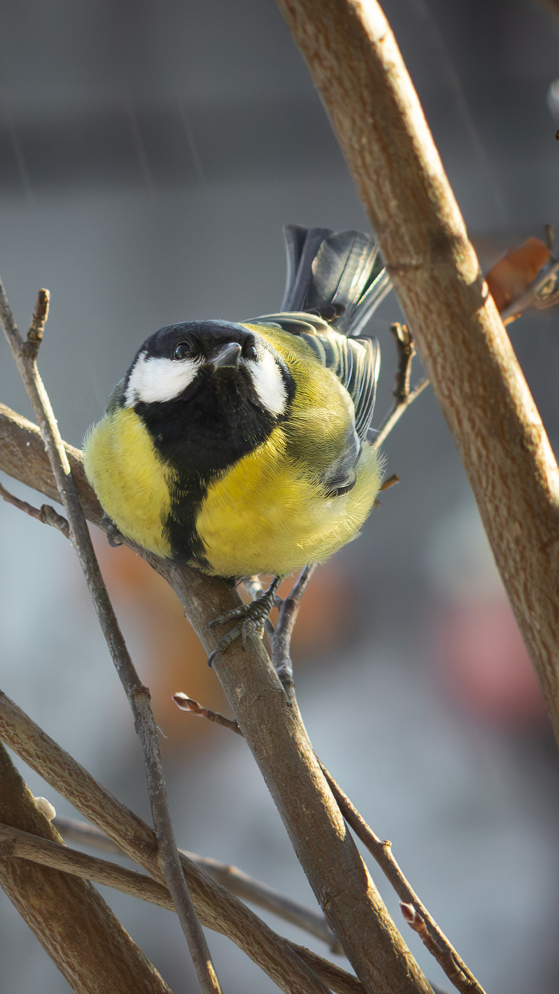 Большая синица - 12.01.26 19:28 | Пикабу