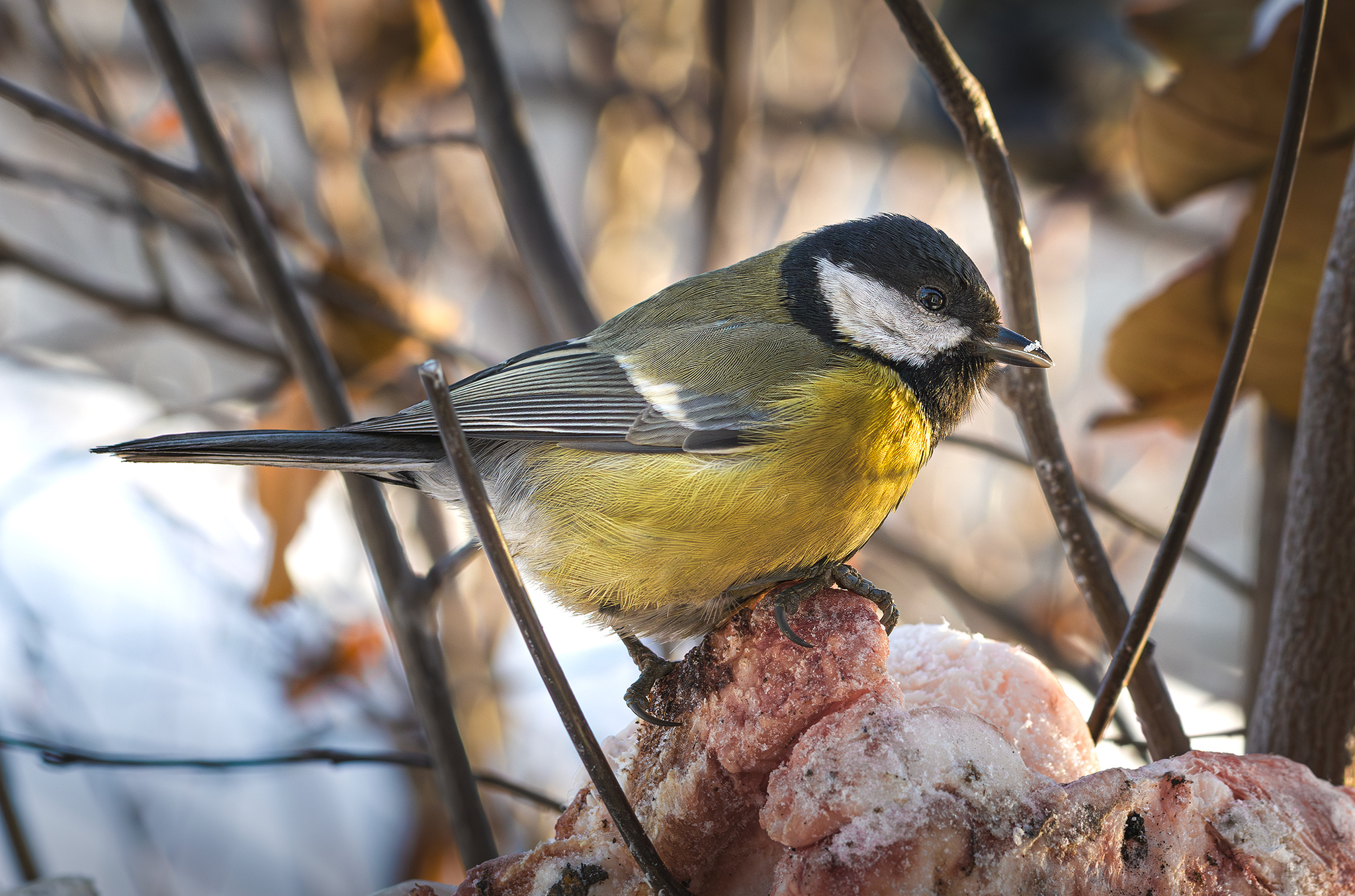Большая синица - 12.01.26 19:28 | Пикабу