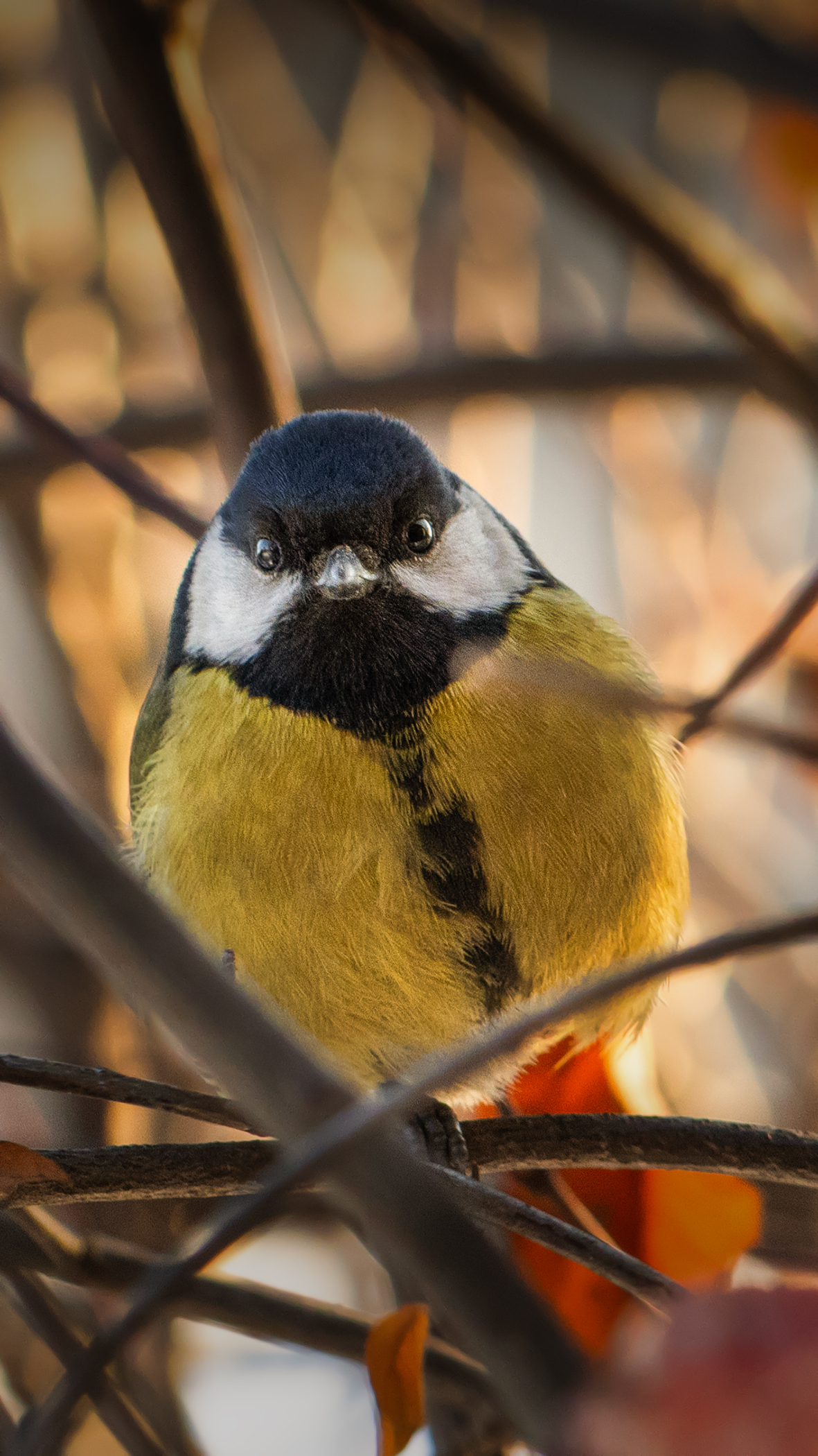 Большая синица - 12.01.26 19:28 | Пикабу