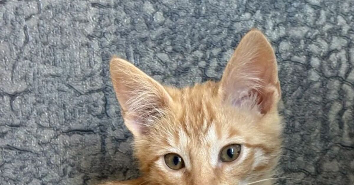 Рыжий мальчик котенок ищет дом! Москва, Питер - 22.05.26 16:25 | Пикабу